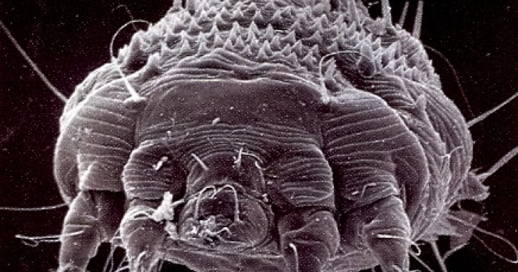 Eaton Rapids Joe: Mange