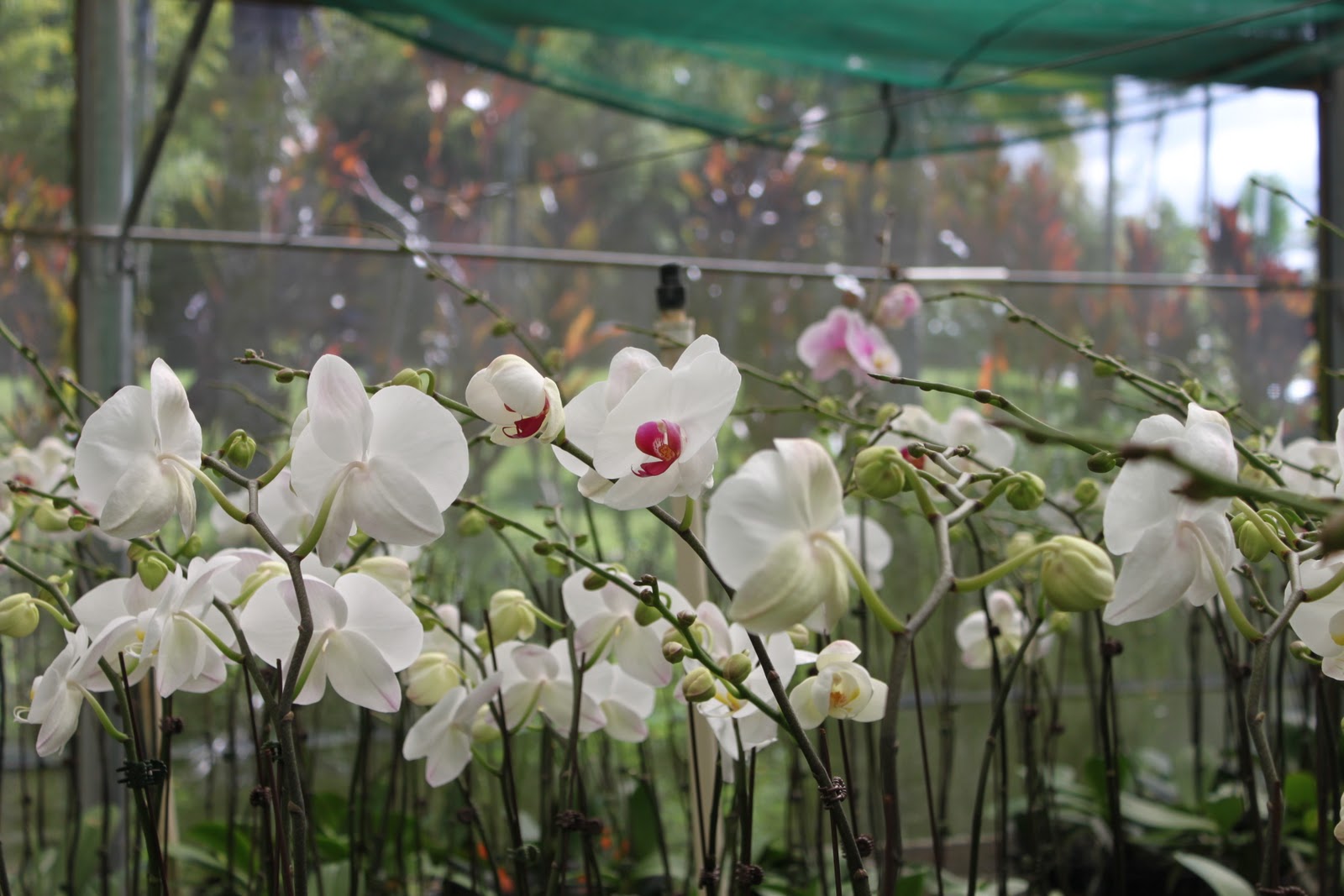 Main Street Florist: Hawaii Orchid Nursery Tour