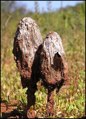 Australian Fungi - A Blog: #50 Podaxis pistillaris