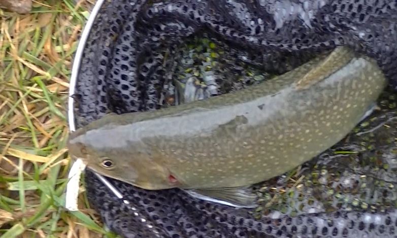 Stubby Steve's- tricked again....: Debut of new Stubby Steve's Fish ...