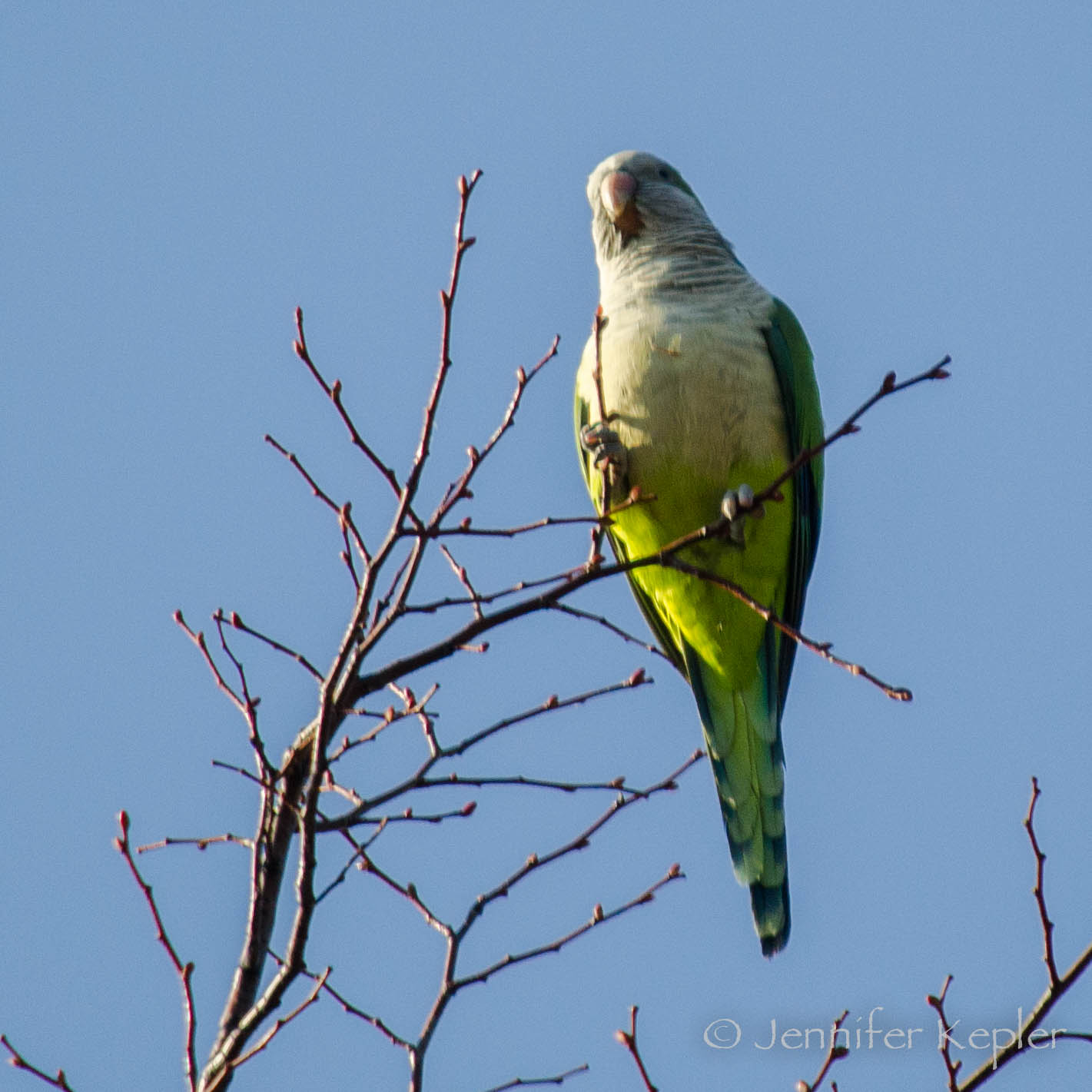 Snapshots of Nature: The Birds of Brooklyn