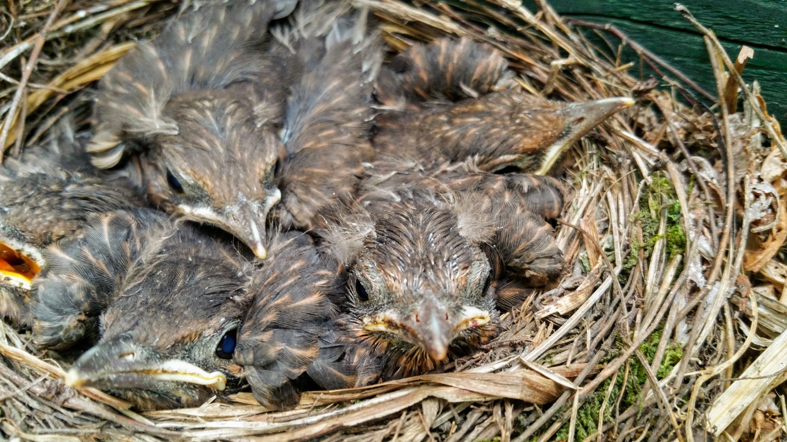 j'ai vu, j'ai photographié, je partage: Famille merle
