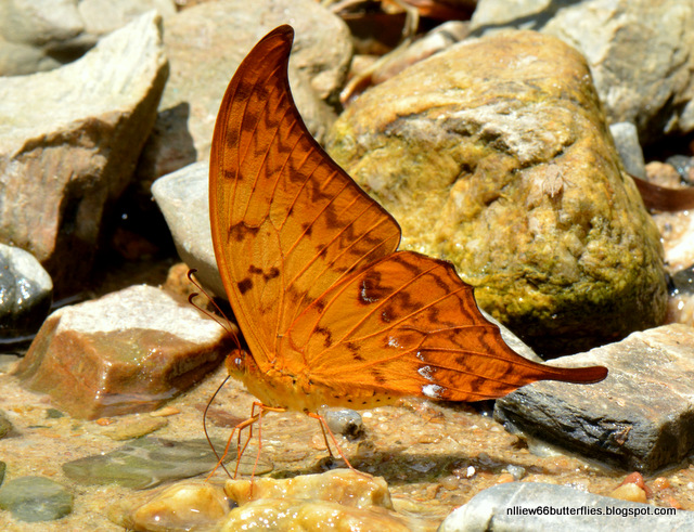 The Forested Path (and Beyond): BUTTERFLIES of RAUB: The Yellow Gorgon ...