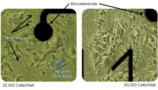 Neuromics: MEA and Motor Neurons