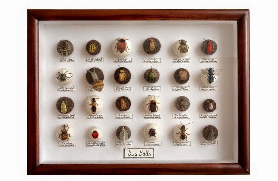 Bichólogo: HILANDO INSECTOS Y COLECCIONES ENTOMOLÓGICAS