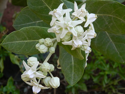 Vivek-uvaach: Memories on Trees: Mandaar