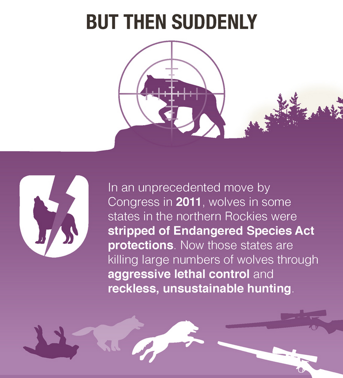 STOP WOLF HUNTS: THE WAR ON WOLVES