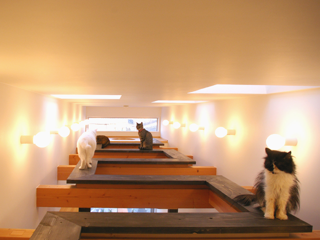 Cat All Care: Cat house extreme