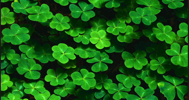 Klasifikasi,manfaat dan khasiat tumbuhan semanggi