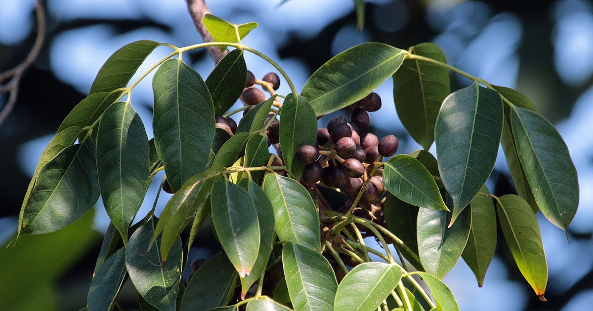 Plantas de Eleggua ~ Orichas en Monagas