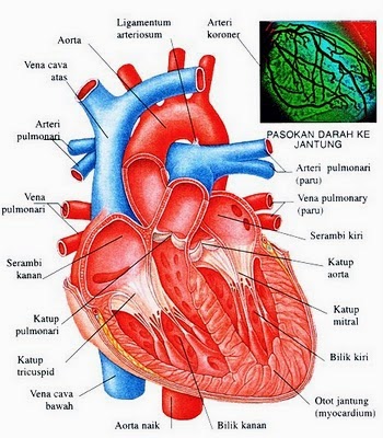 Ciri - Ciri, Gejala, Cara Mencegah dan Mengatasi Penyakit Jantung ...