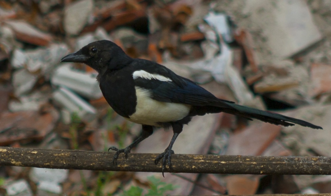 Las Mira: Uskrzydlony bandyta - Sroka