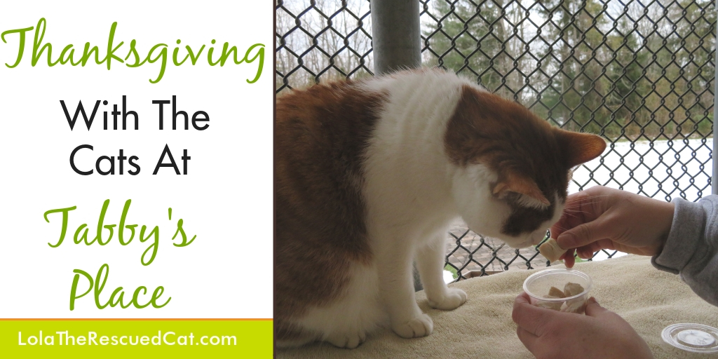 Thanksgiving 2018 With the Cats at Tabby's Place | Lola The Rescued Cat