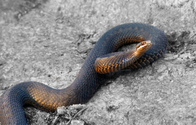 Black Mamba | The Biggest Animals Kingdom