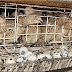 Free Quail cage design in india | MARSCOOP