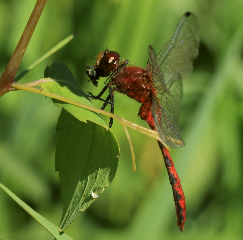 Libellules Québec - Quebec Dragonflies and Damselflies: Sympétrum de ...