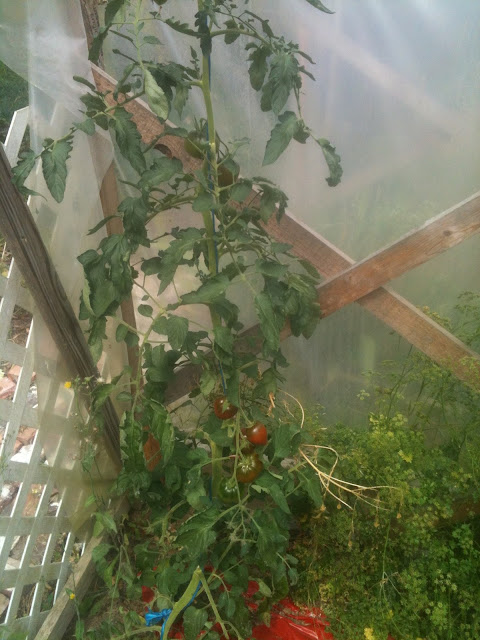 Several Gardens Farm: Training tomatoes on a string