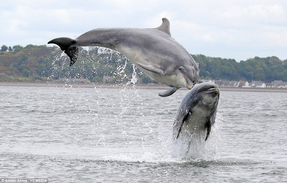 La felicidad de los Delfines saltando y jugando en libertad en hermosas ...