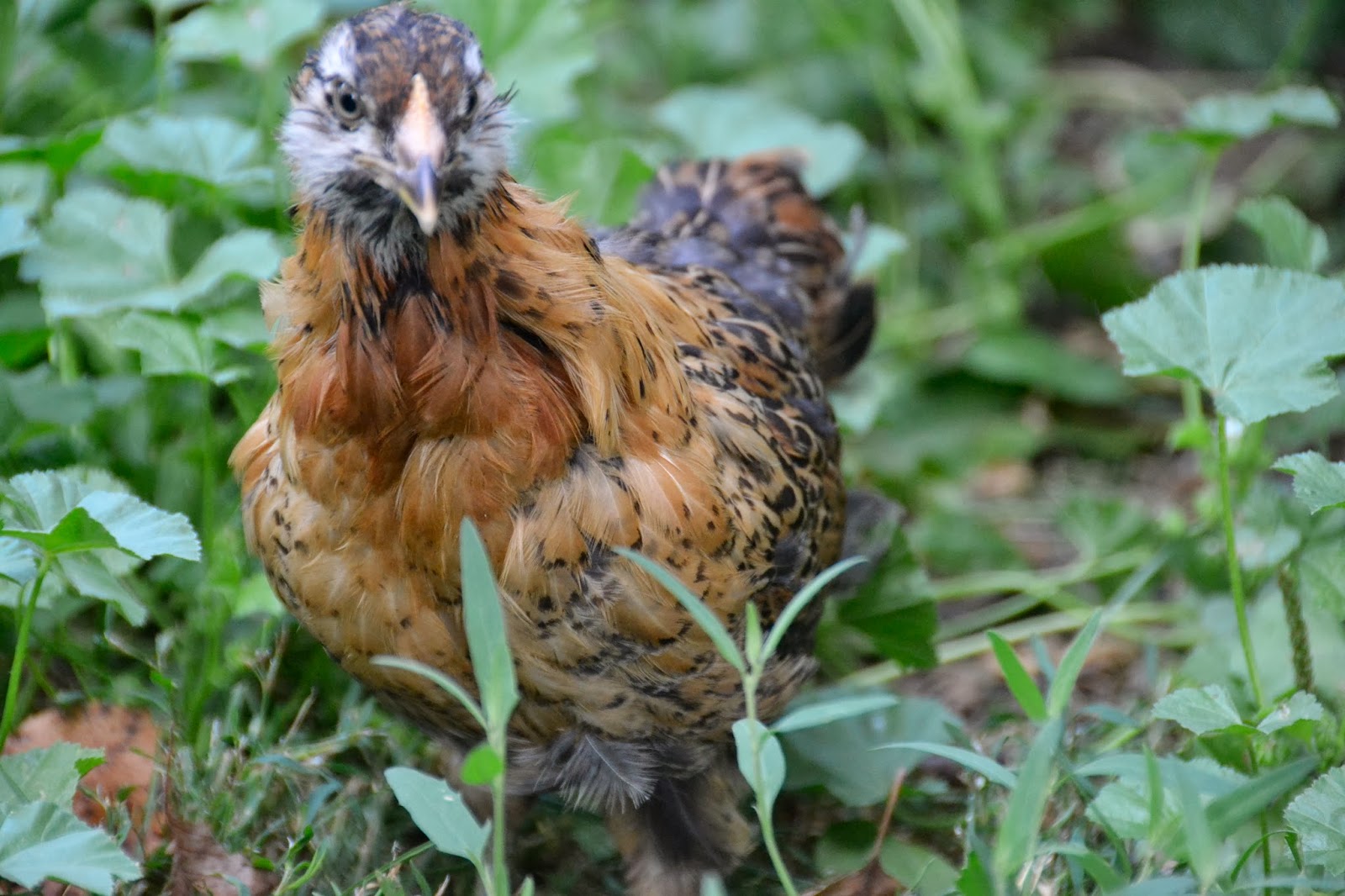 Gardening With Chickens and Other Trials of Farm Life: My bearded ladies