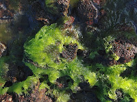 Rafael Microfauna Marina: Flora marina y litoral