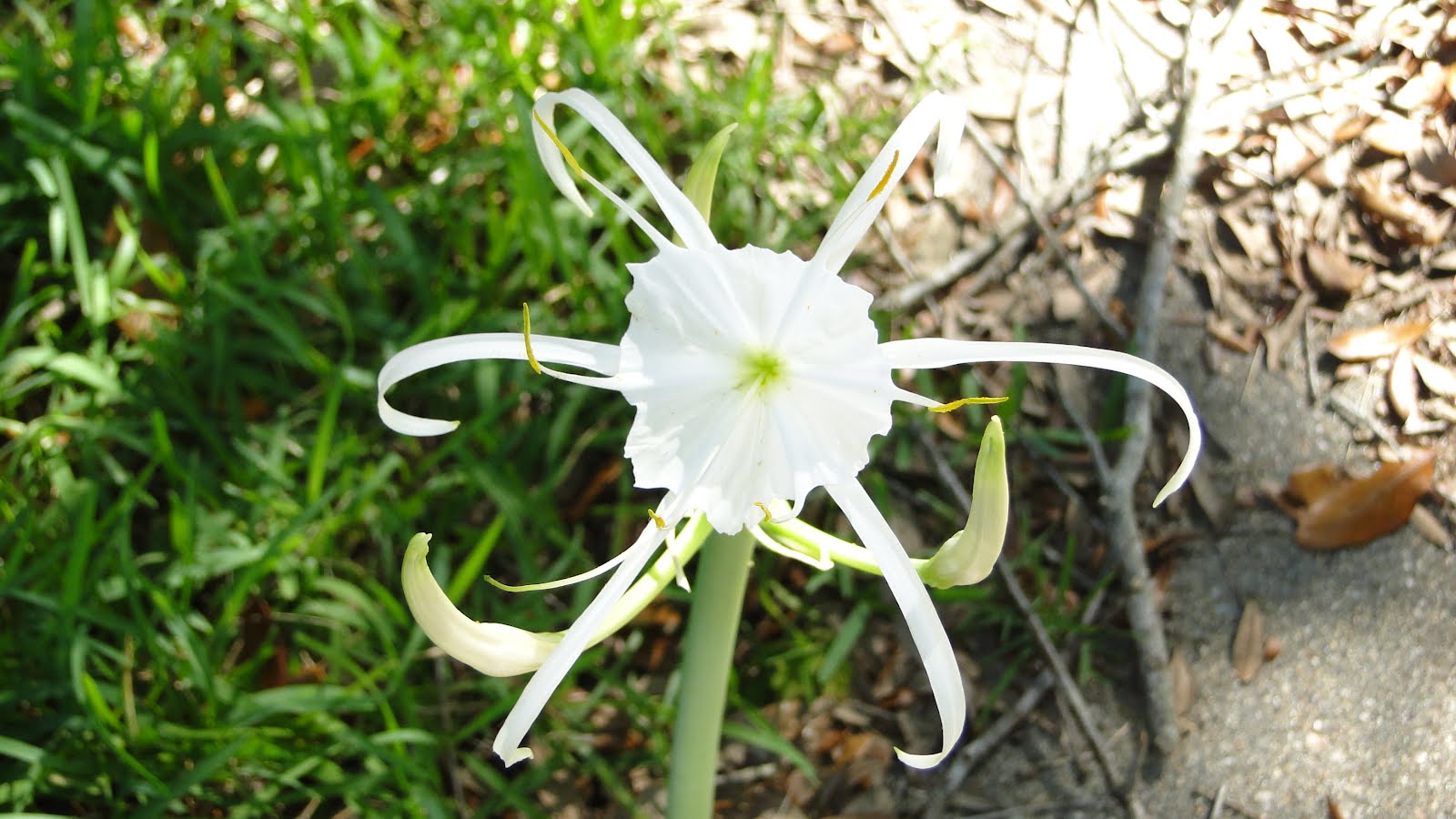 we saw that...: native spider lillies blooming 2012....2015©