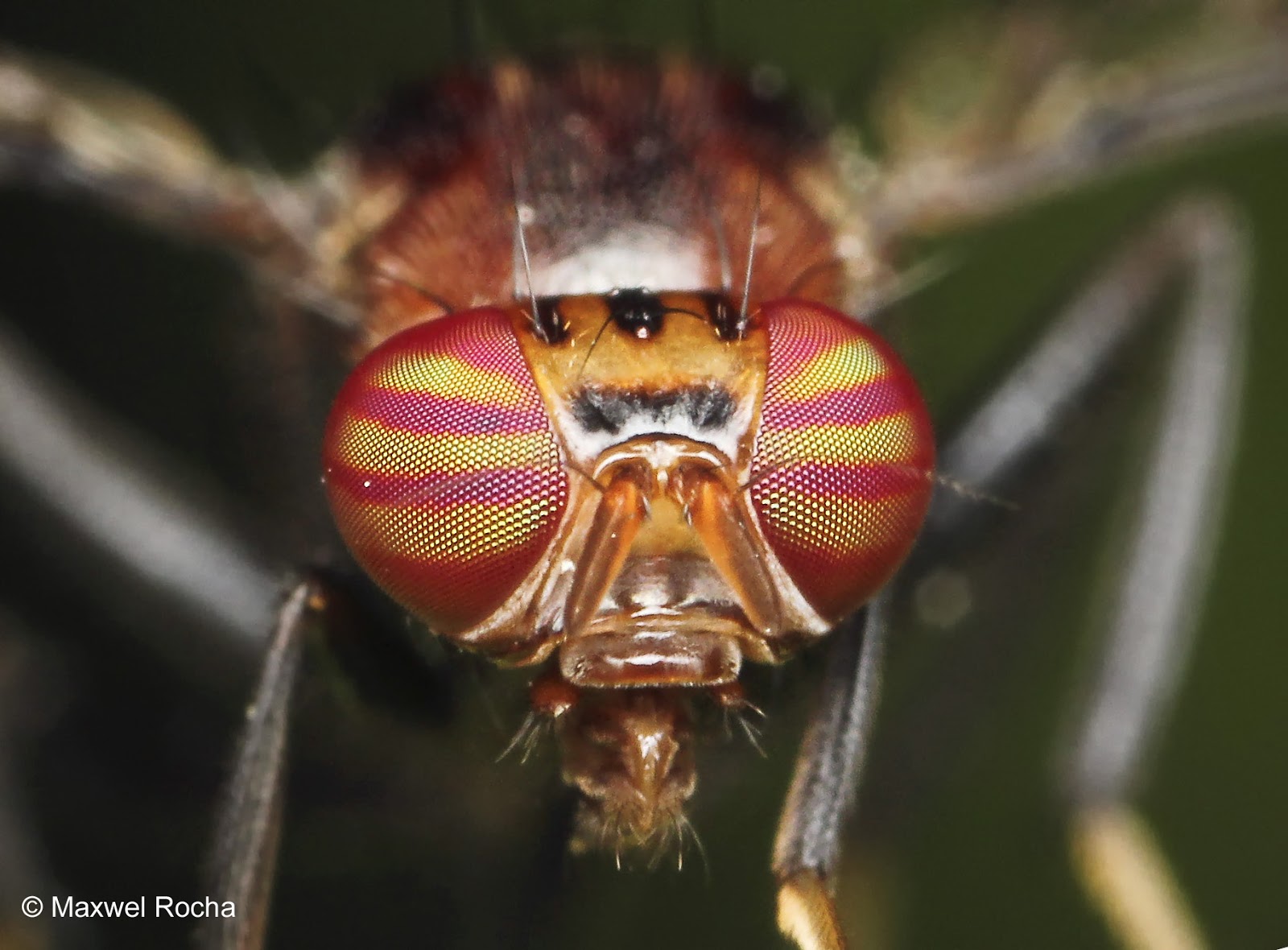 Macrofotografia por Maxwel Rocha: Moscas (Dípteras)