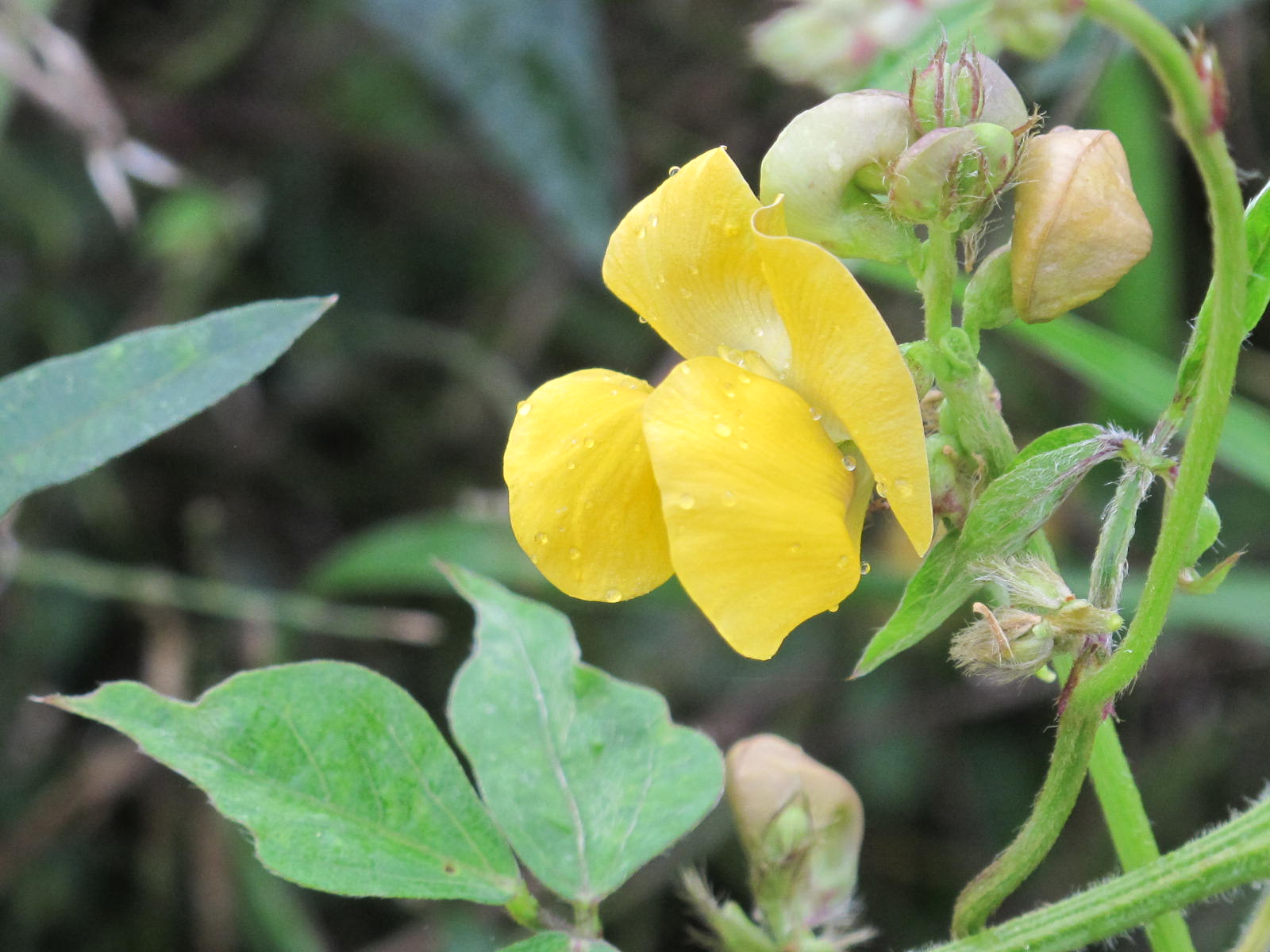 Fabaceae - Leguminosae no Brasil: Fabaceae - Vigna luteola (Jacq.) Benth.