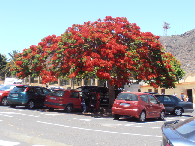 Paseando por mi ciudad: Ya florecen los flamboyanes