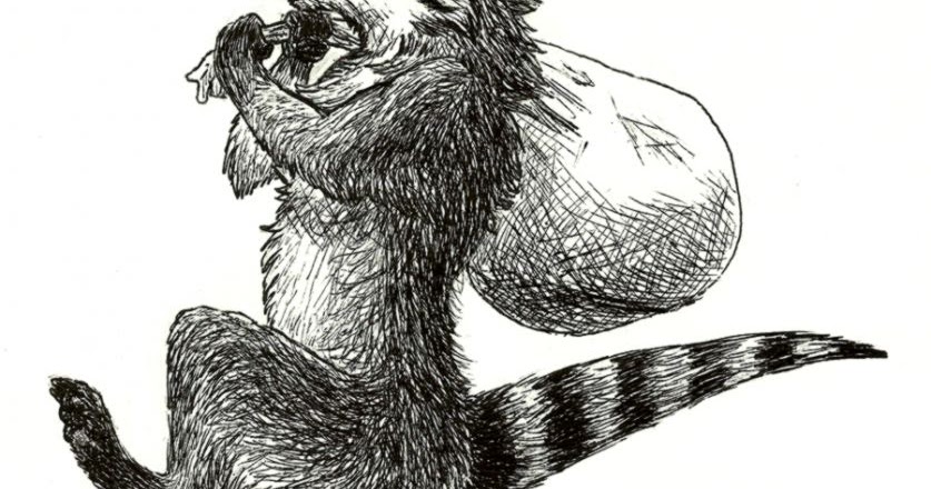 Bandit Raccoon | Wallpaper Background HD