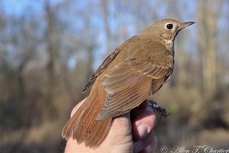 Michigan Hummingbird Guy: Spring Bird Banding season kickoff