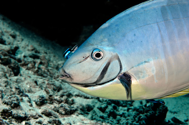 IKAN LAUT ASLI INDONESIA: Naso hexacanthus