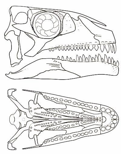 Mundo Pré-Histórico: Azendohsauro, o lagarto de Azendoh