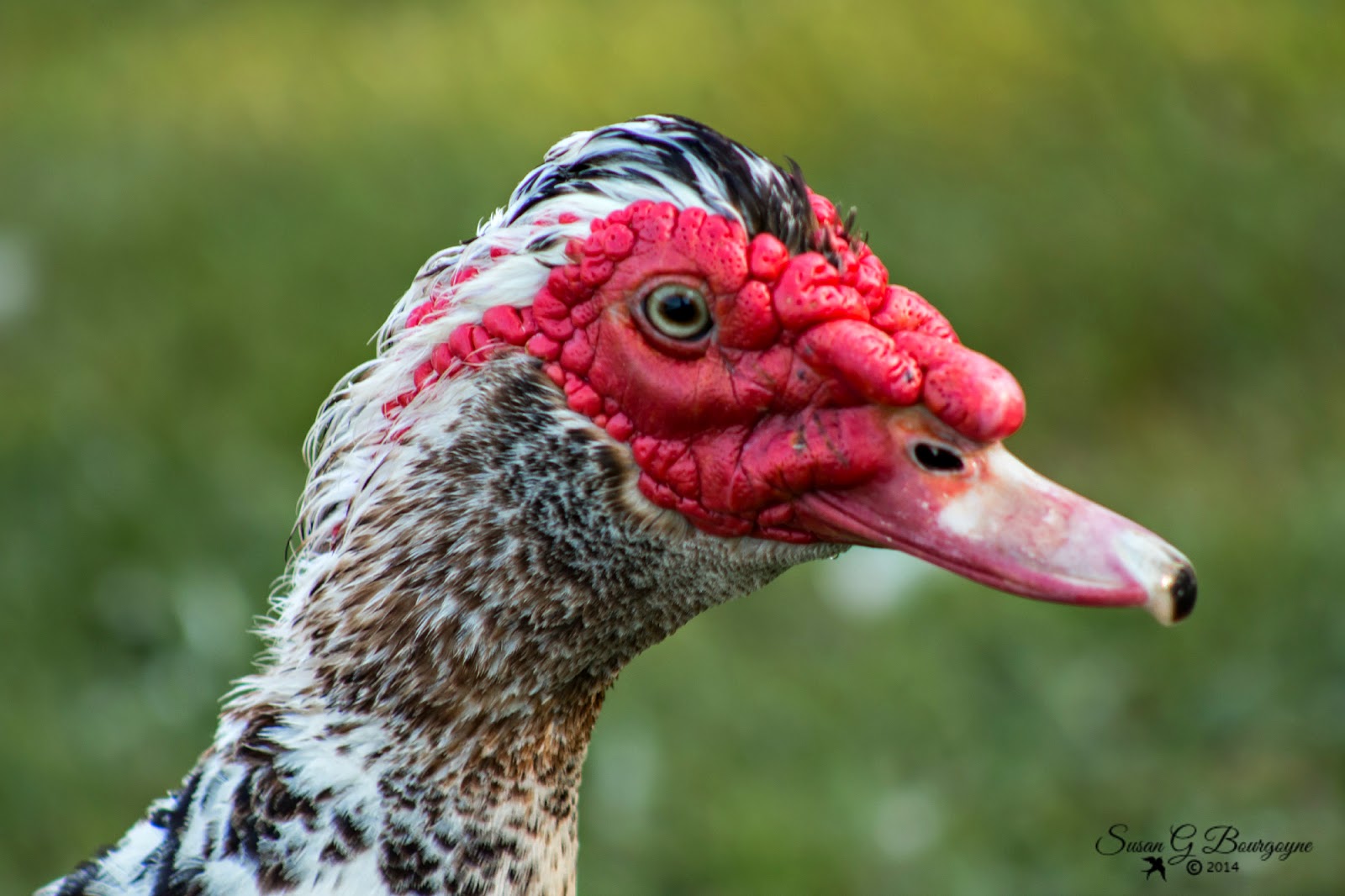 A Breath of Nature: Muscovy Ducks