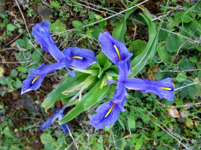 Aquí Medicina Natural: Azul de Mata