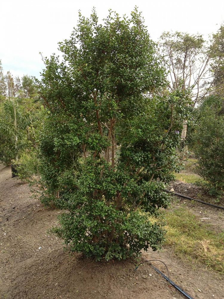 Plant of the Day: Plant of the day is: Myrcianthes fragrans or Simpson ...