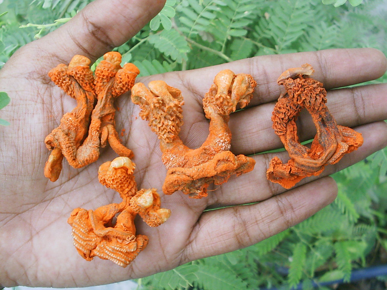 Dawat e Rohaniat ~*~ دعوتِ روحانیت: The Sacred Roots