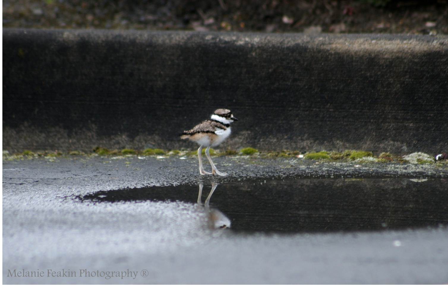 Birds, Birds, Everywhere...: Parking Lot Birds