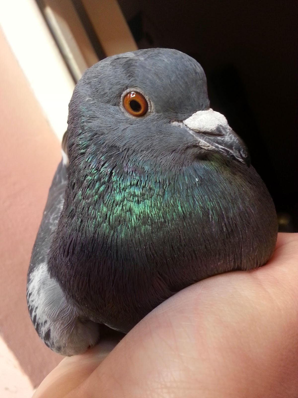 Palomas Rescatadas,Romina.