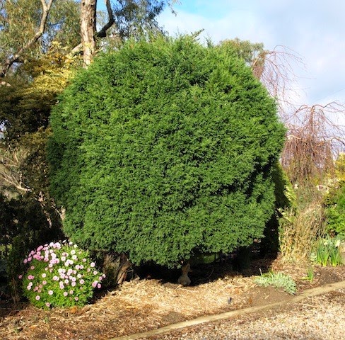 Cipreste Português / Cedro Branco - Cupressus lusitanica