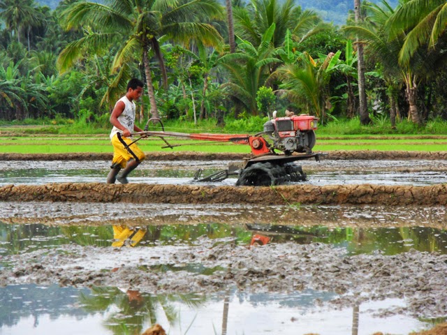 Nature and Farming: Rice Production: Chapter 7- Land preparation