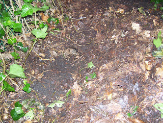 De dingen die voorbijgaan: Een hol en uitwerpselen in de tuin