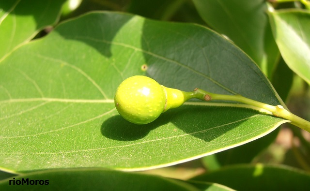 ALCANFOR: Cinnamomum camphora | Plantas rioMoros