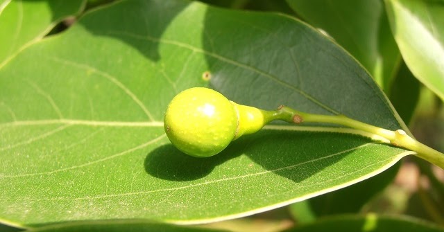 ALCANFOR: Cinnamomum camphora | Plantas rioMoros