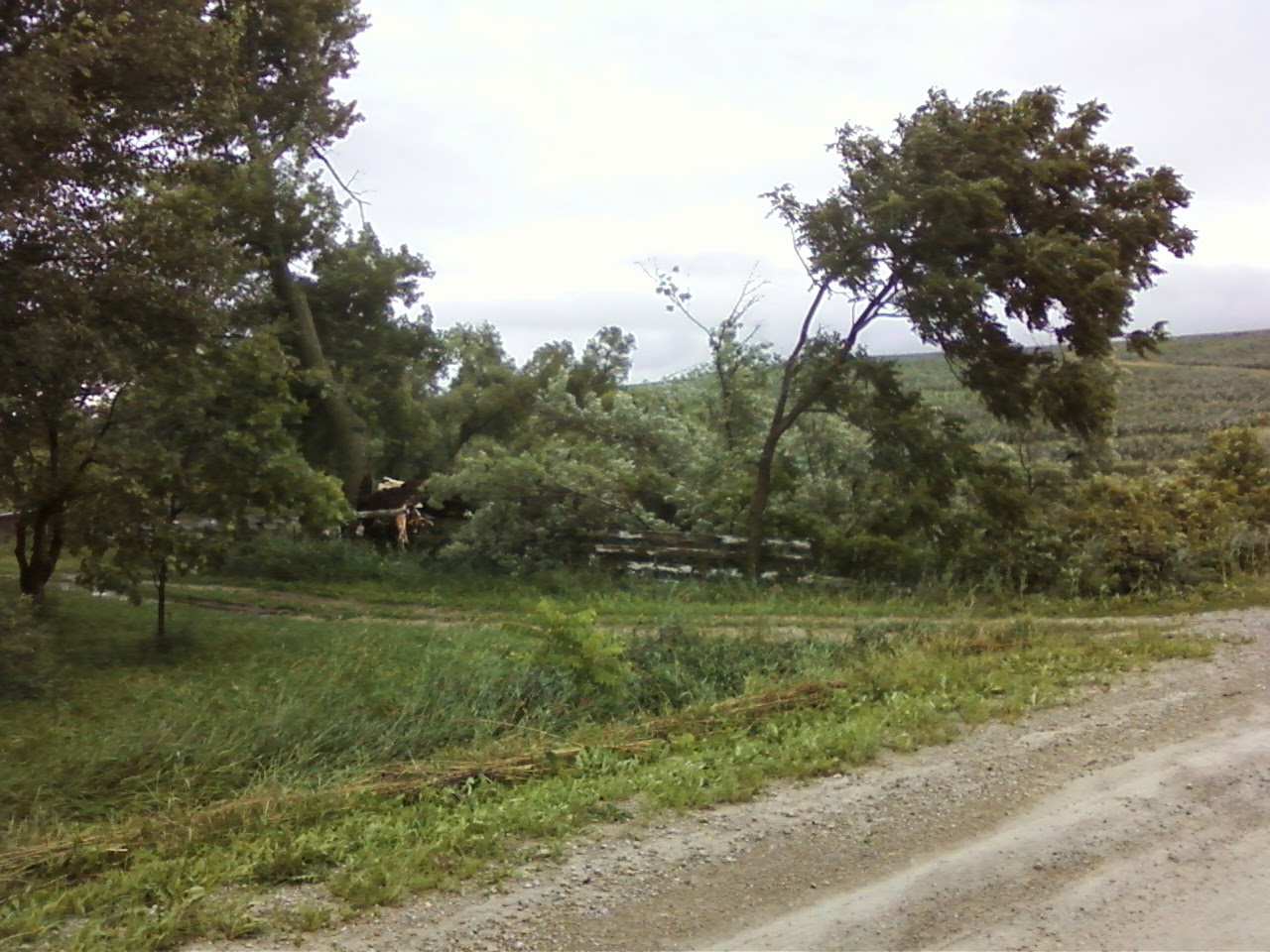 Pine View Angus Farms