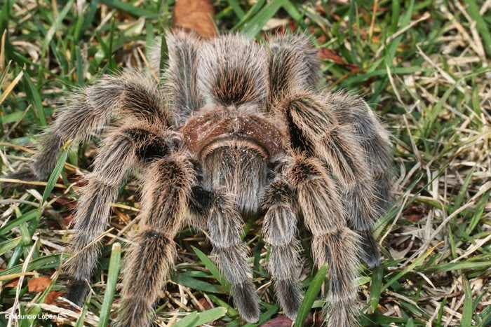especies chilenas: La Araña pollito (Género Grammostola)