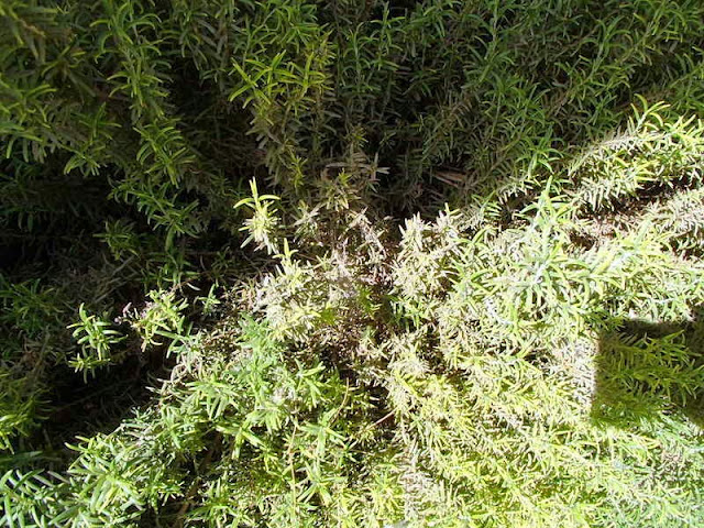 Xtremehorticulture of the Desert: Rosemary likes infrequent Waterings ...