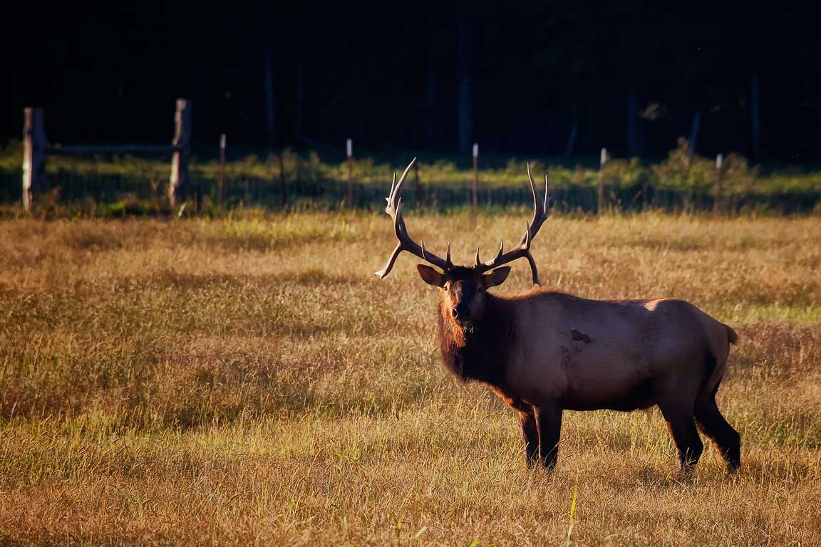 Arkansas Wildlife Photography: Prince, Boxley Valley's Trophy Elk