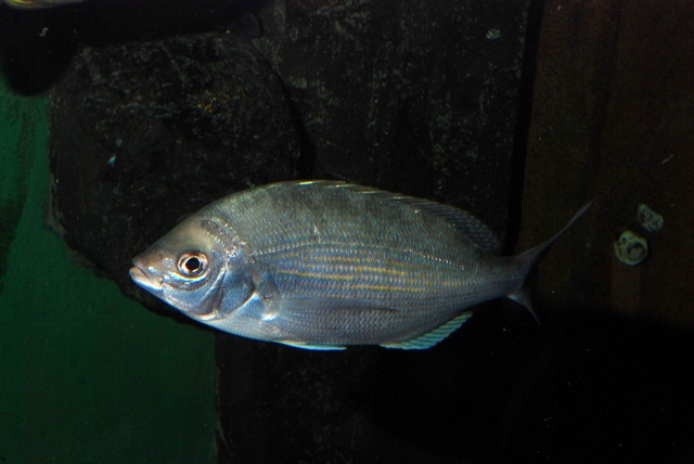 Artes de Pesca: VAMOS A PESCAR PAÑOSO PARTXIMIKI PANCHA O CHOPA