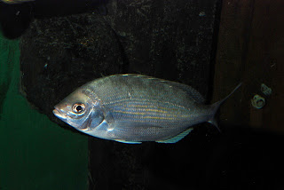 Artes de Pesca: VAMOS A PESCAR PAÑOSO PARTXIMIKI PANCHA O CHOPA