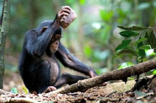 antrophistoria: 1/2/16 - 1/3/16